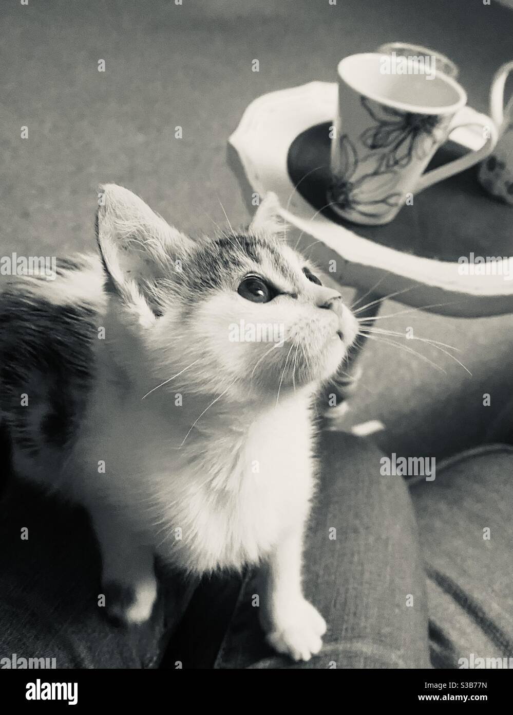 Focused kitty hi-res stock photography and images - Alamy