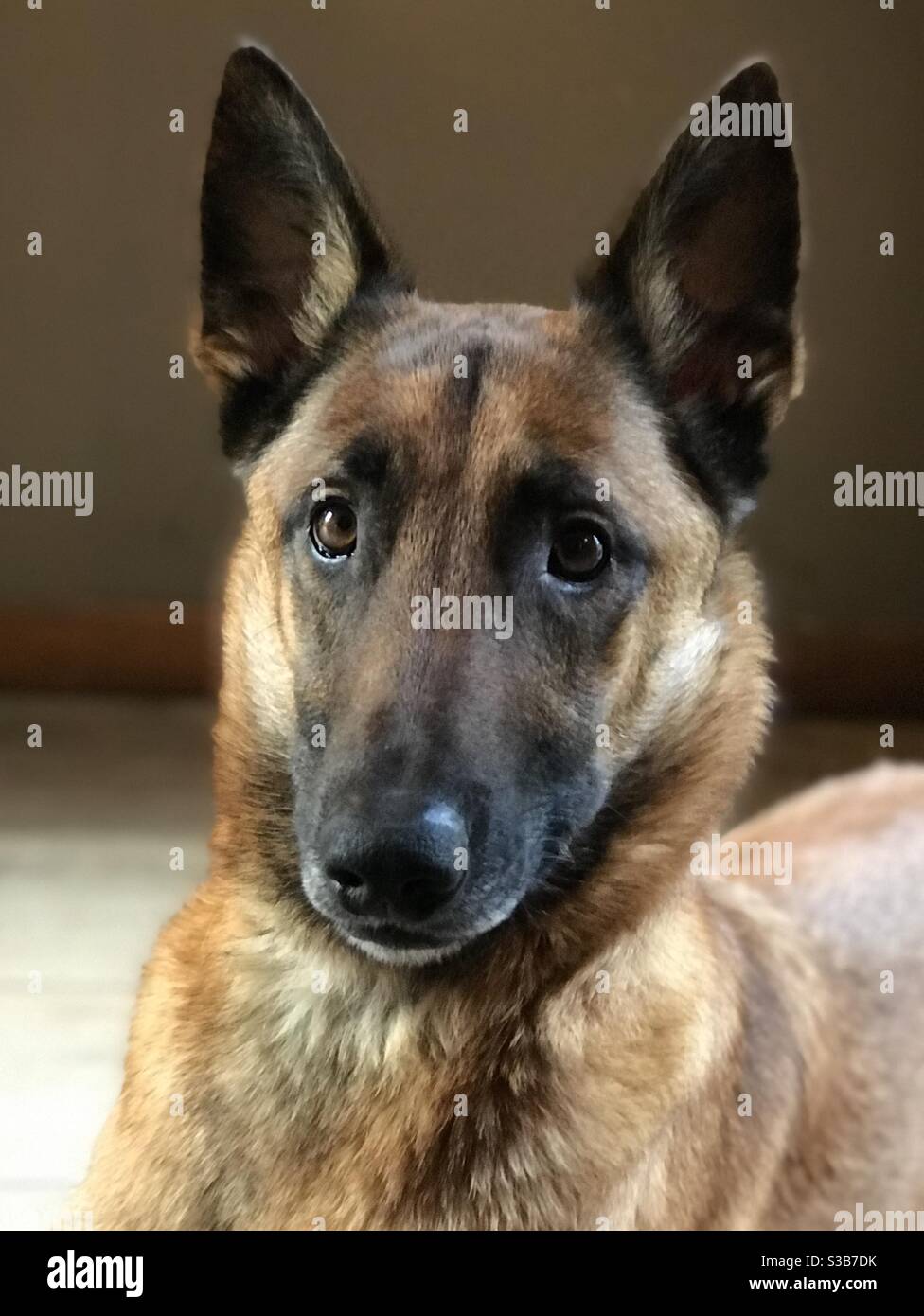 Belgian malinois malinois hi-res stock photography and images - Alamy