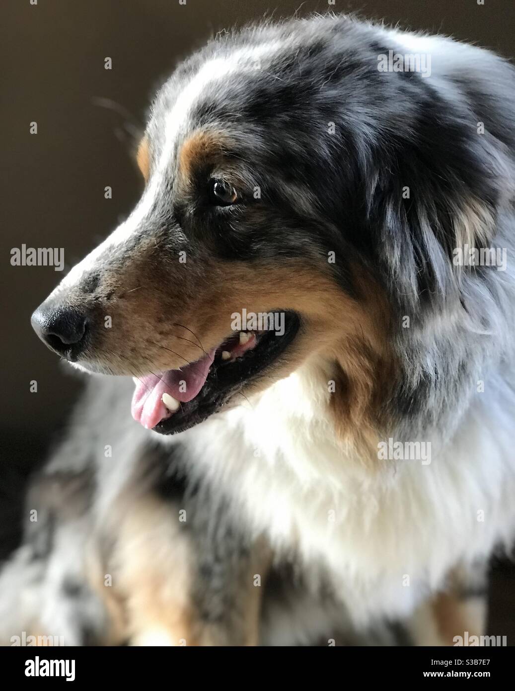 Blue merle australian shepherd hi-res stock photography and images - Alamy
