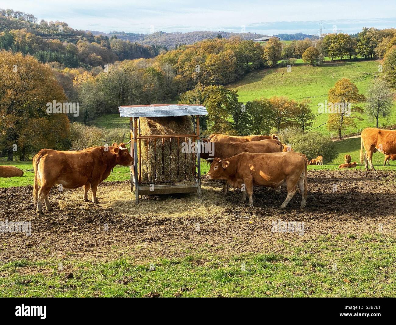 Cattle from french agriculture hi-res stock photography and images - Alamy