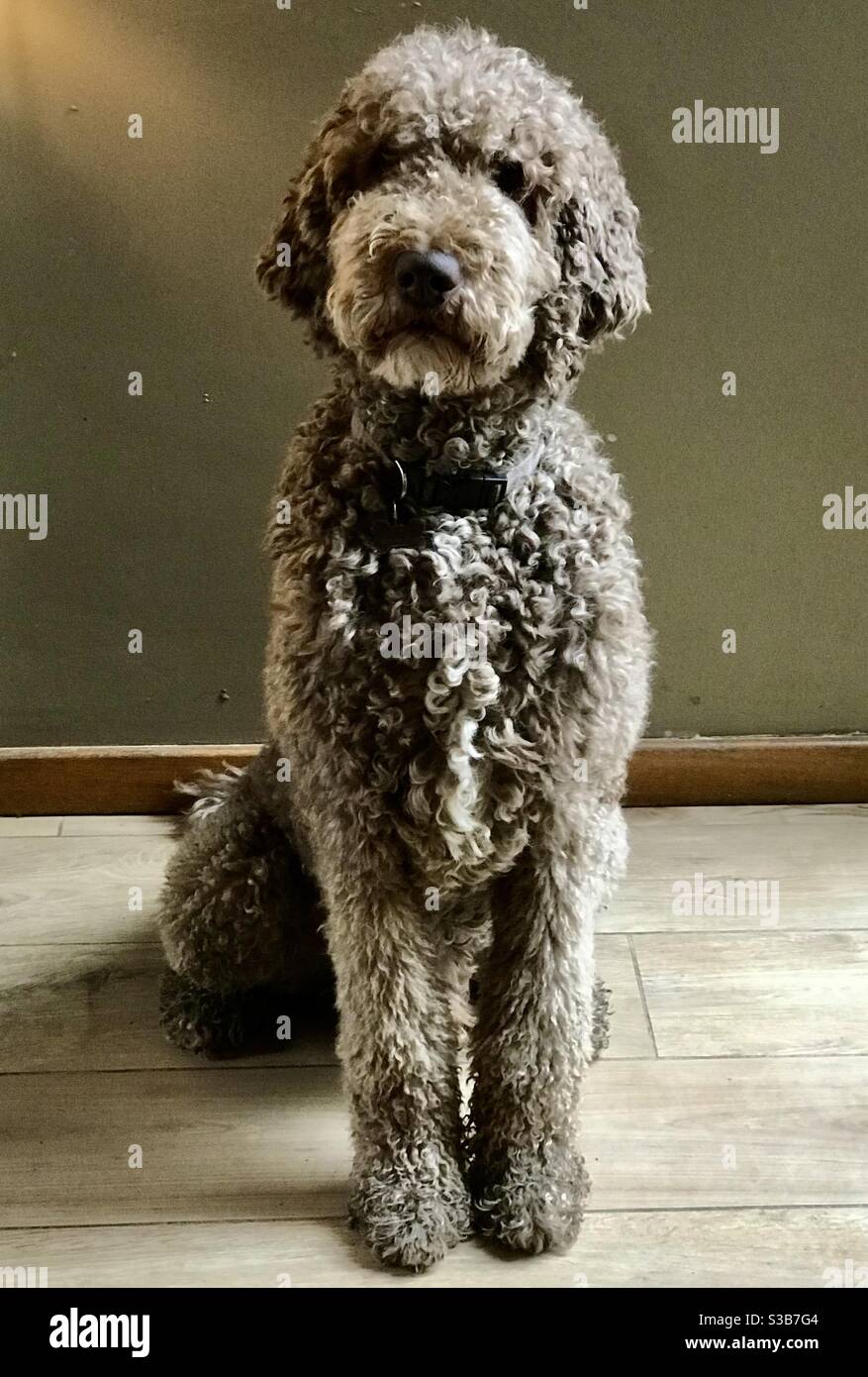 Caniche dog hi-res stock photography and images - Alamy