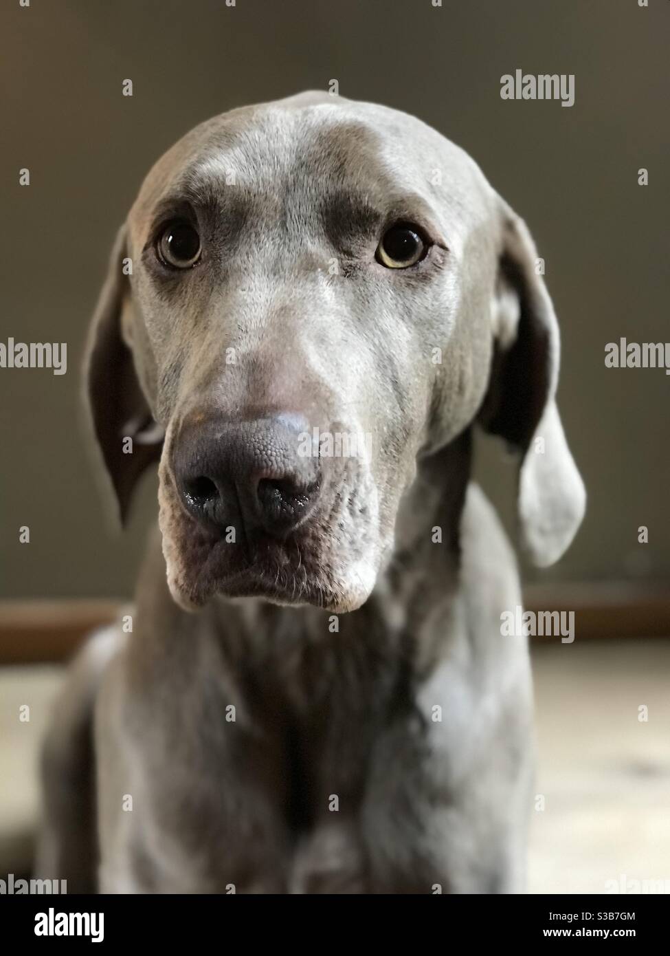 Portrait of grey weimar pointer Stock Photo - Alamy
