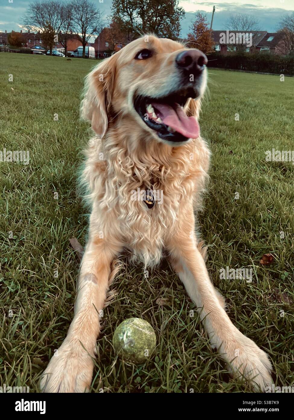 Golden Retriever Smiling