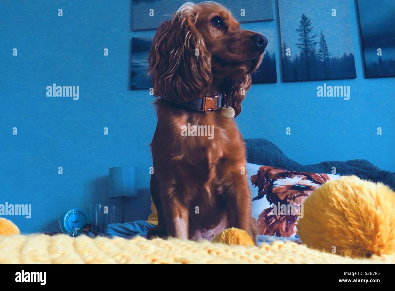 Golden cocker spaniel puppy hi-res stock photography and images - Alamy