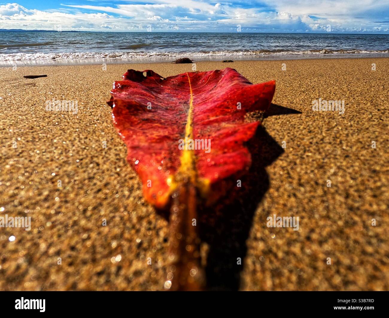 The red sea detail hi-res stock photography and images - Alamy