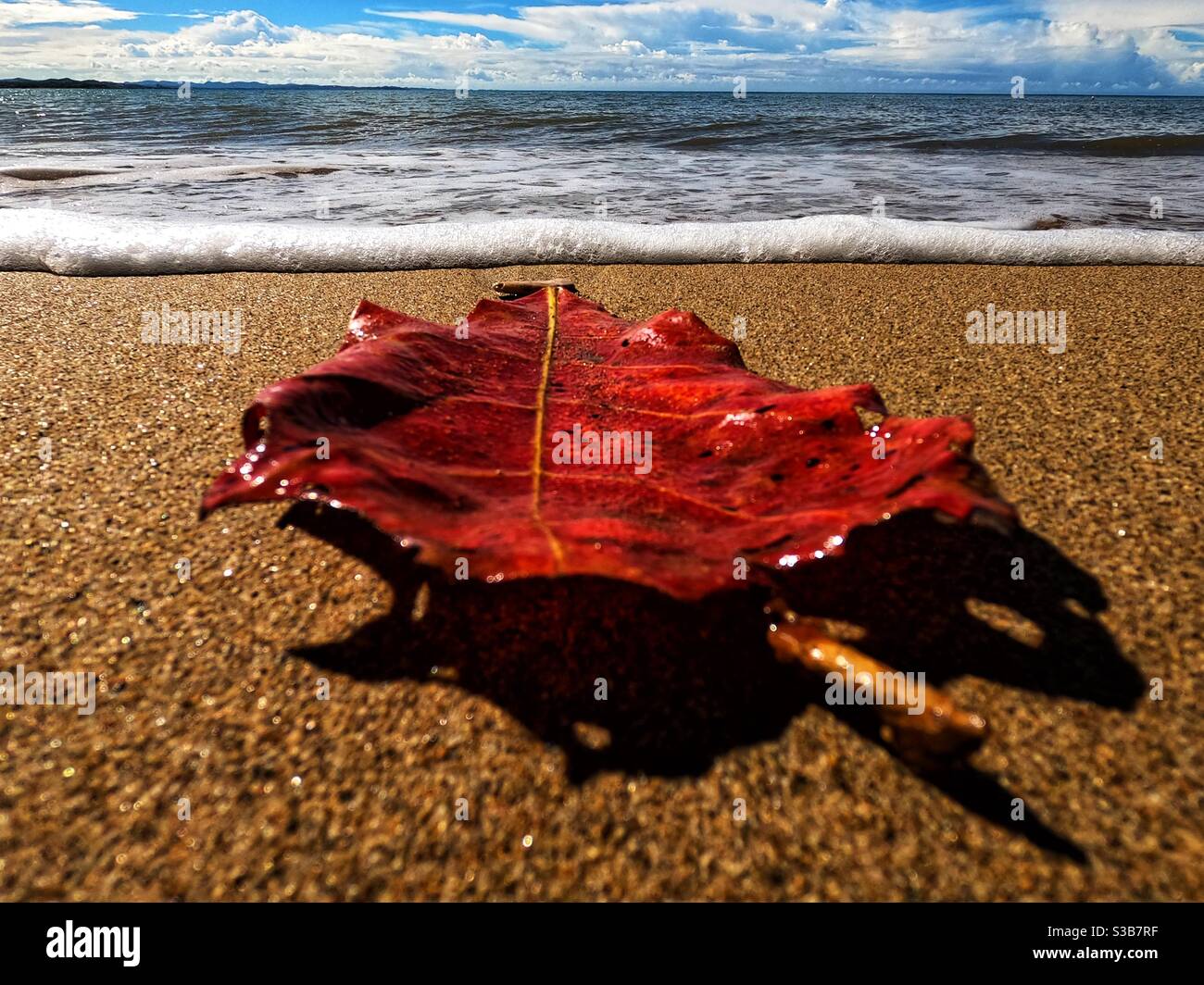 Wave leaf hi-res stock photography and images - Alamy