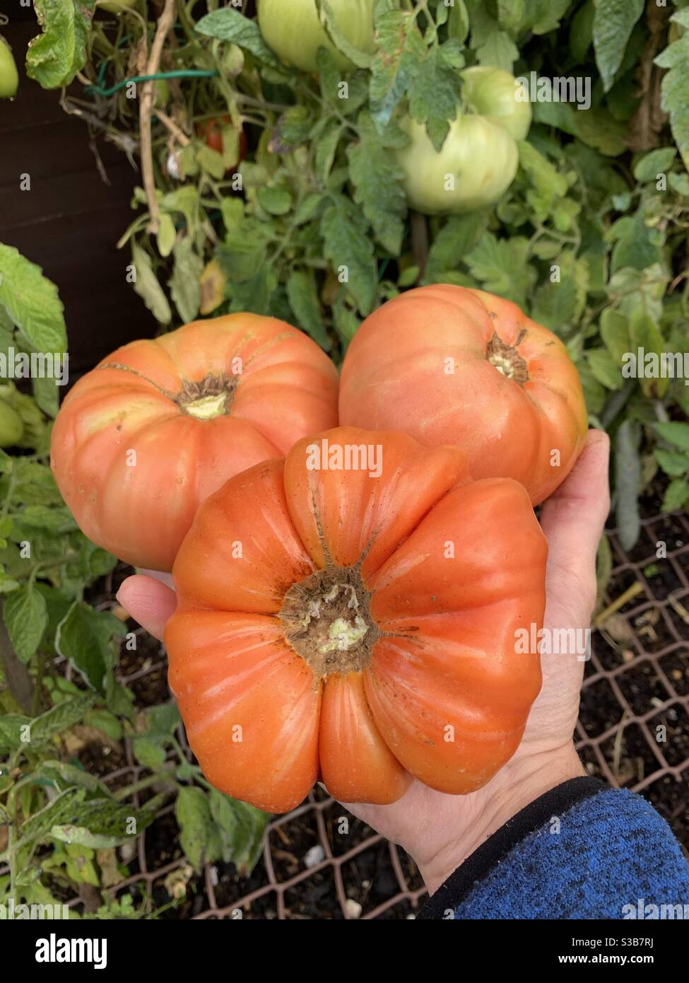Jumbo red tomatoes Stock Photo - Alamy