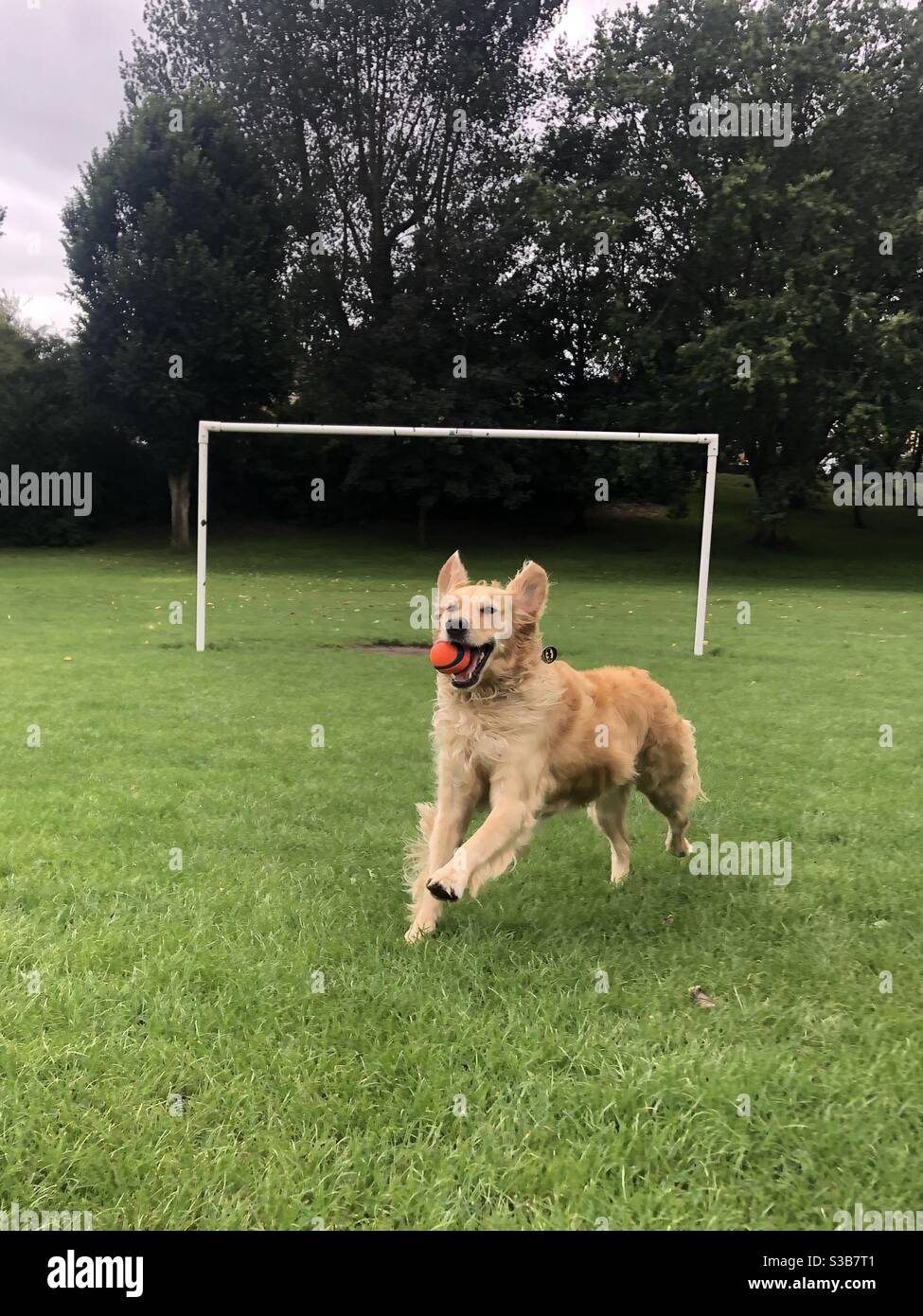 Park ball dog hi-res stock photography and images - Alamy