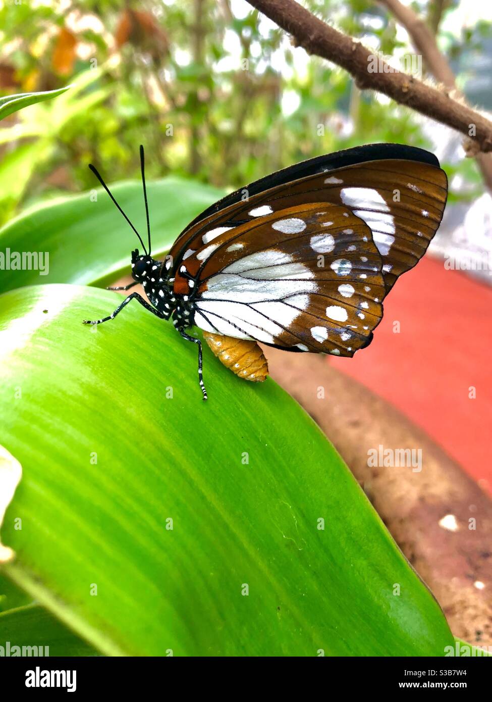 Tiger spots hi-res stock photography and images - Alamy
