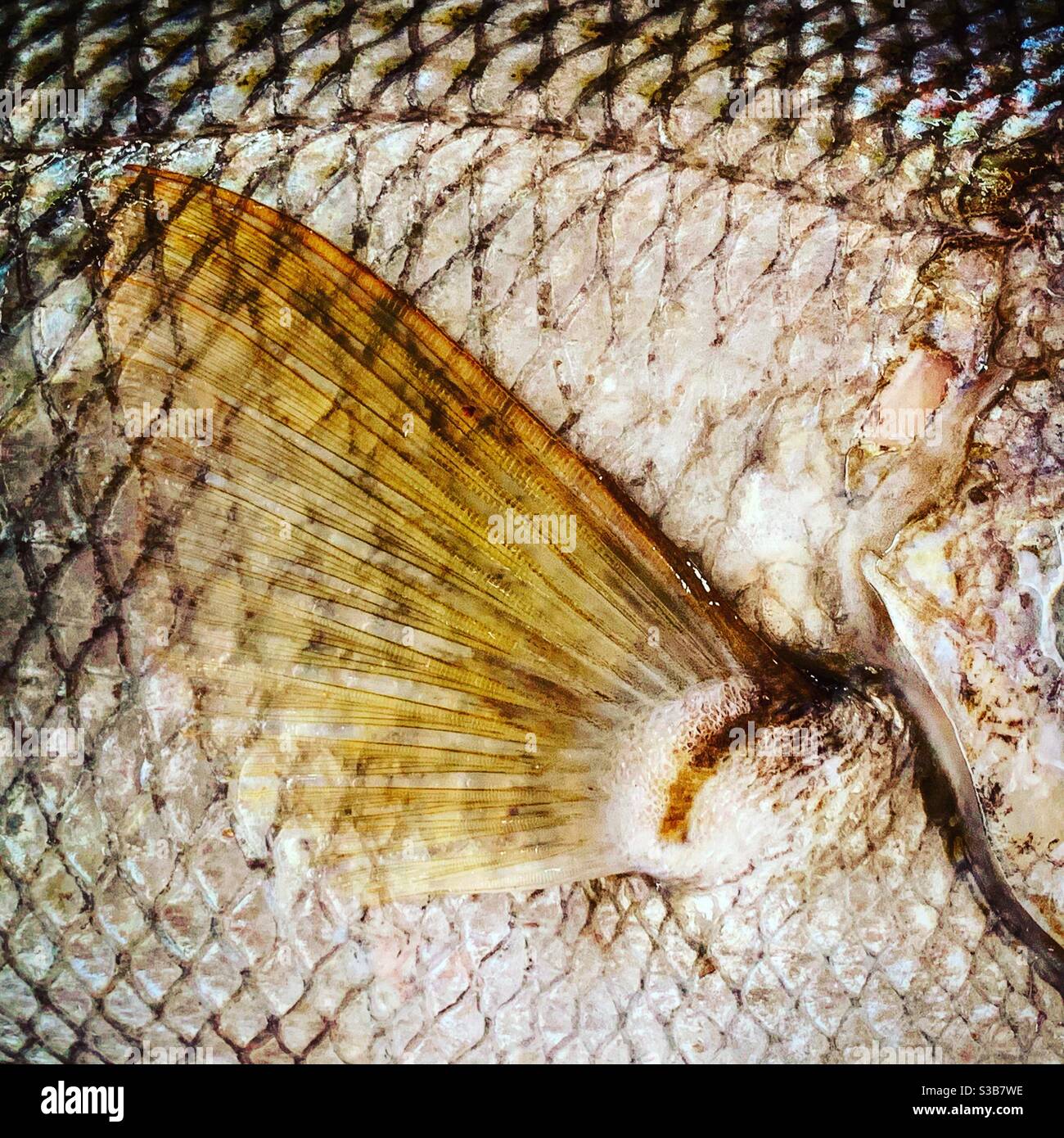 Fish details hi-res stock photography and images - Alamy