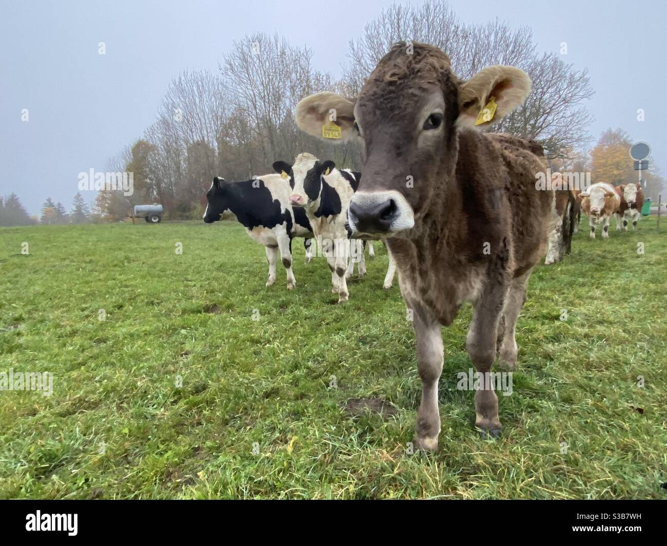 Organic Farm Cows