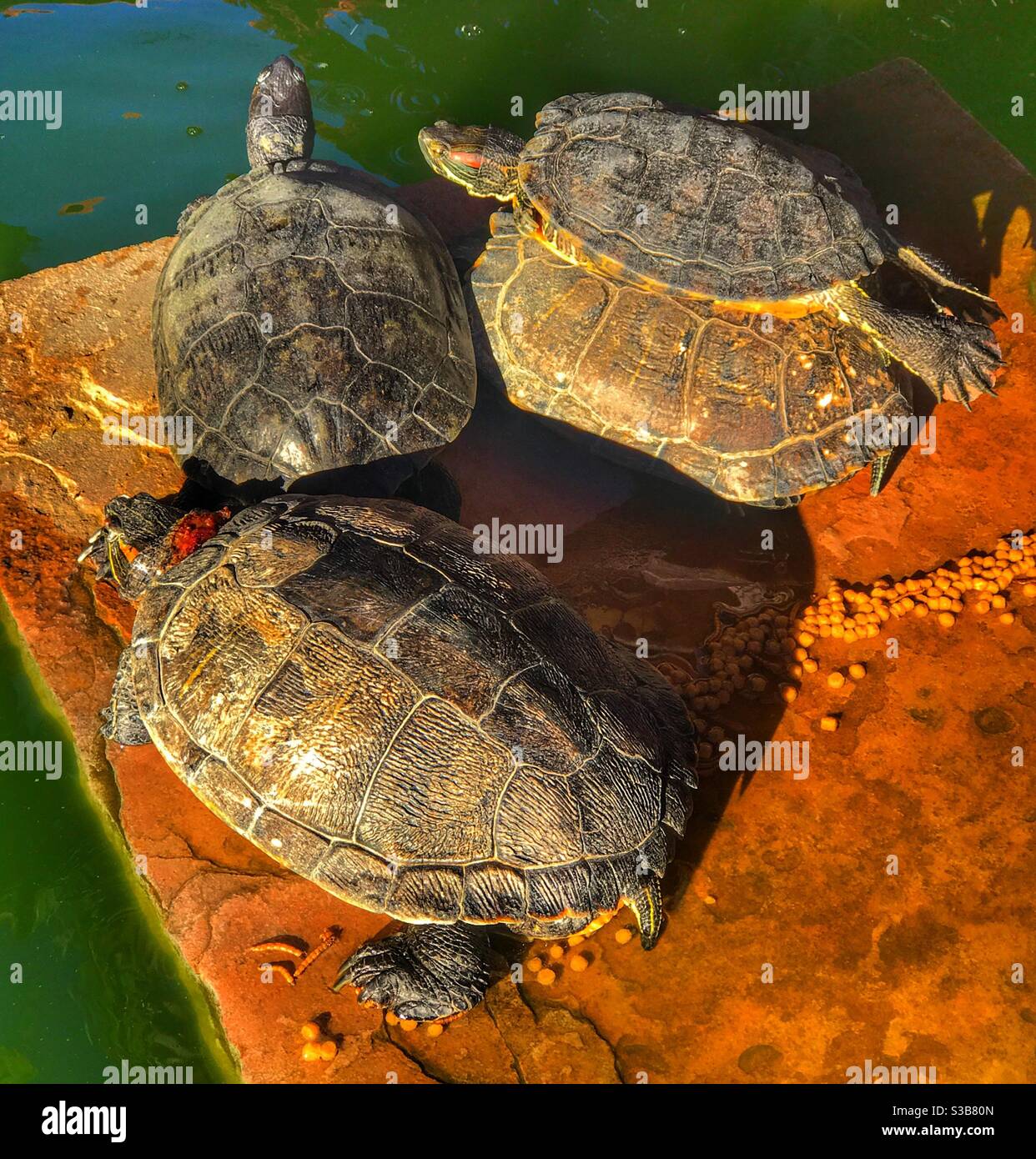 Lazy turtles hi-res stock photography and images - Alamy