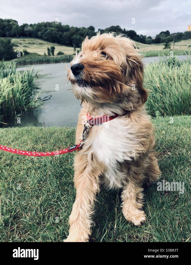 Cavapoo family High Resolution Stock Photography and Images - Alamy
