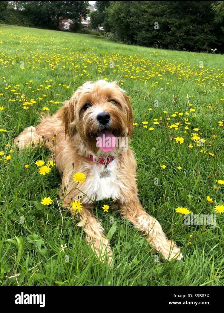 Cavapoo puppy hi-res stock photography and images - Alamy