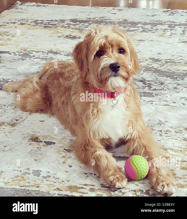 Cavapoo hi-res stock photography and images - Alamy