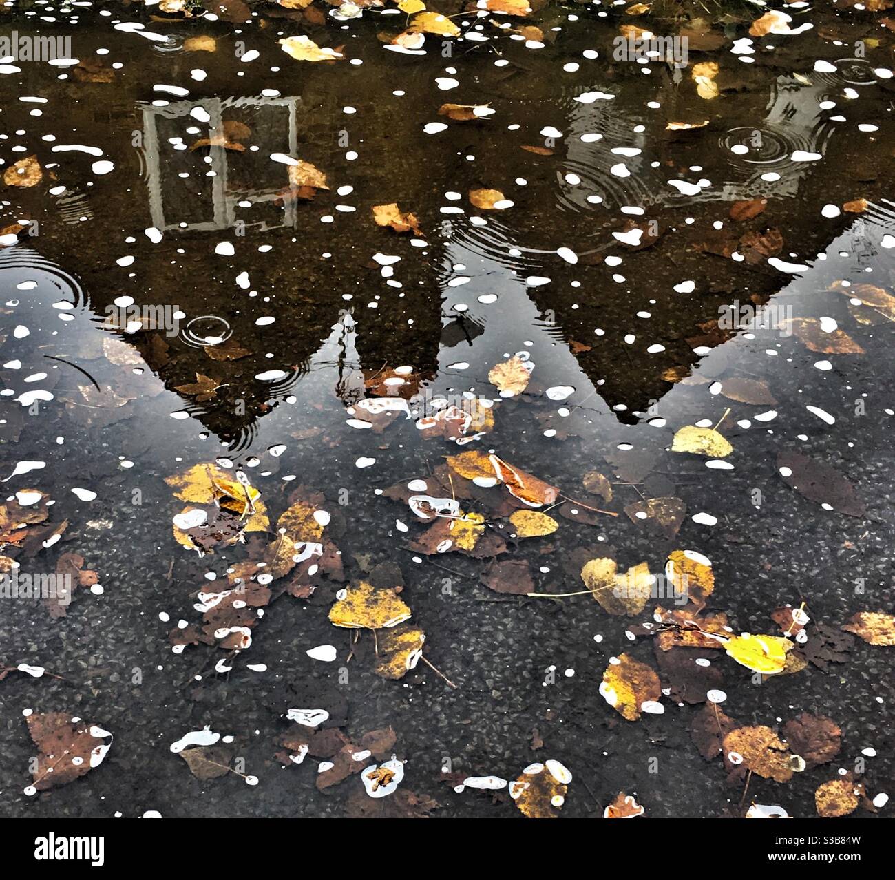 Puddle leaves hi-res stock photography and images - Alamy