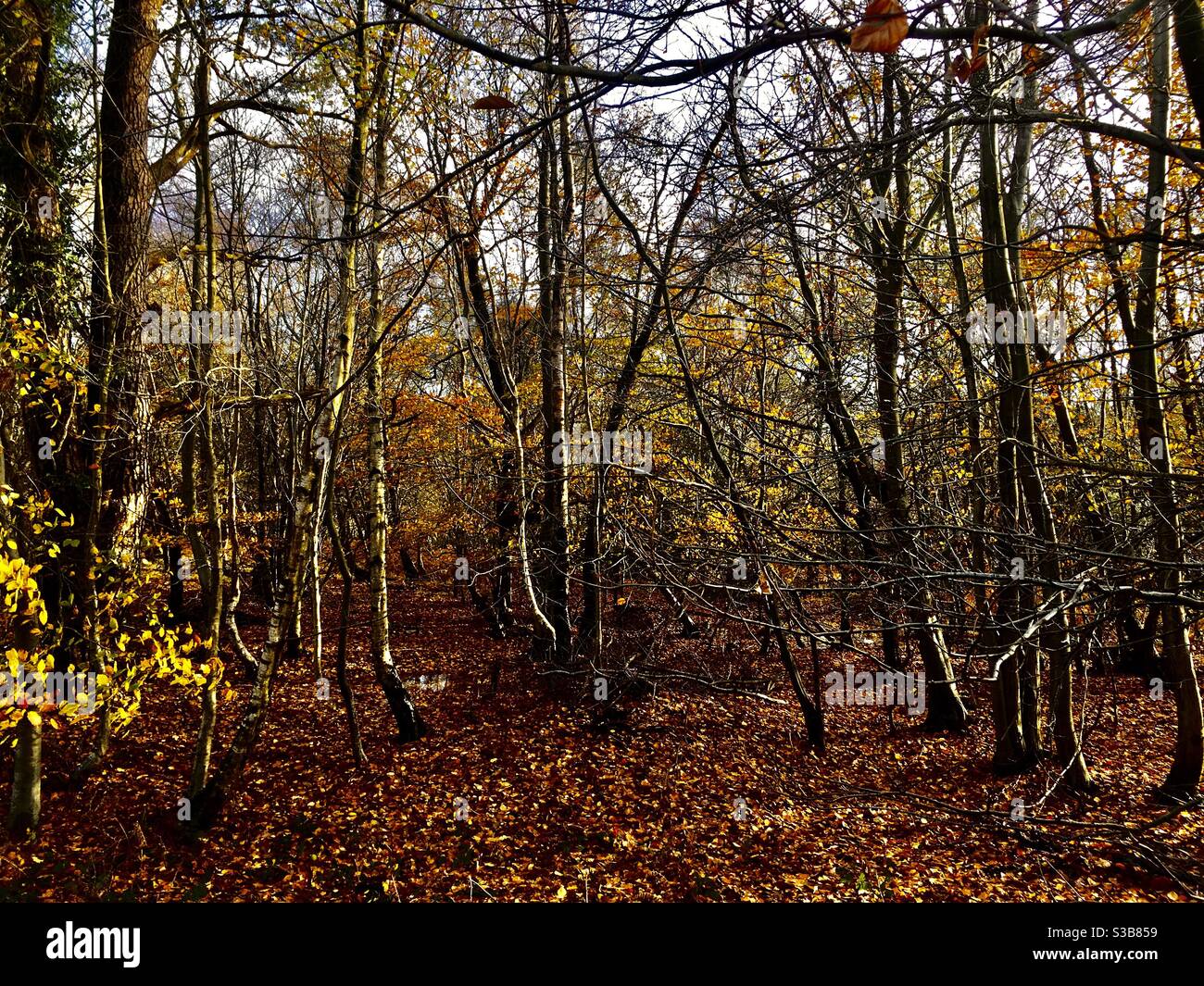 Tangle of leaves hi-res stock photography and images - Alamy