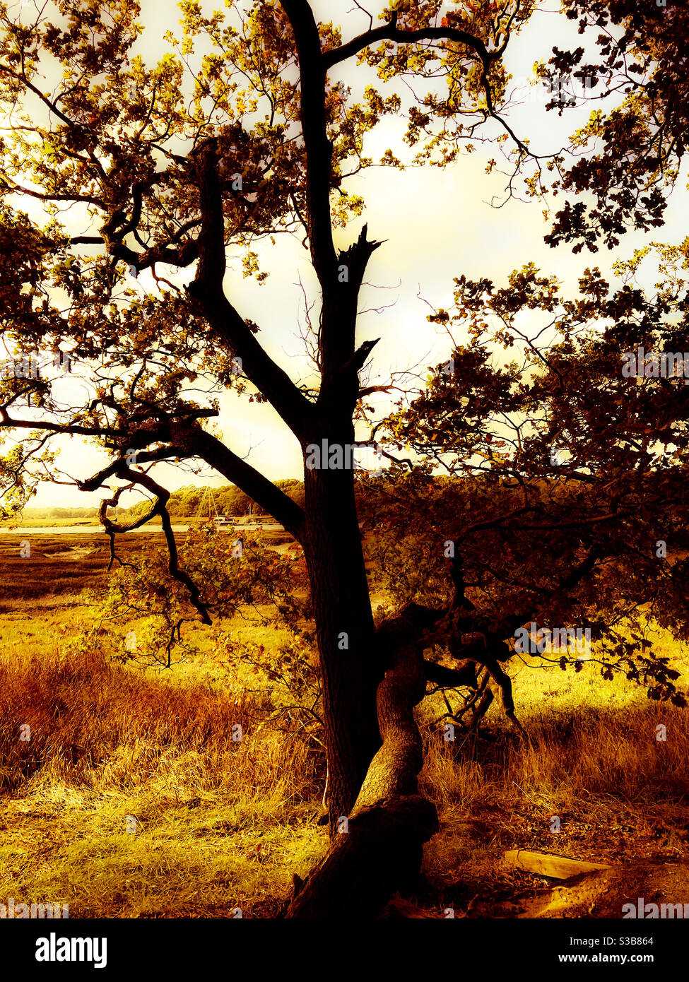 Tree for contrast hi-res stock photography and images - Alamy