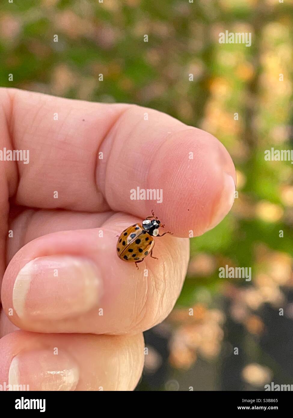 Humanhand hi-res stock photography and images - Alamy