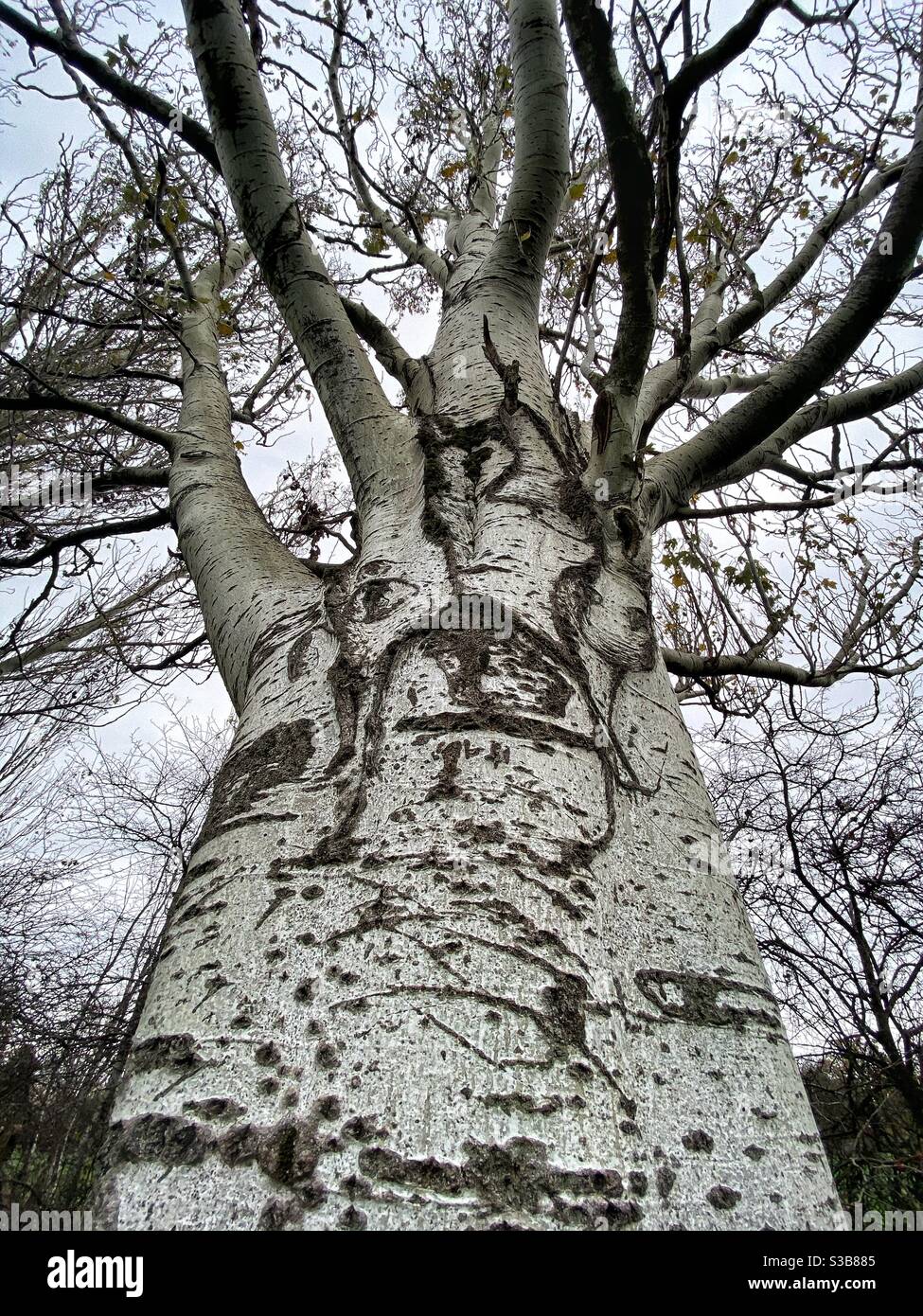 Profile of trees hi-res stock photography and images - Alamy