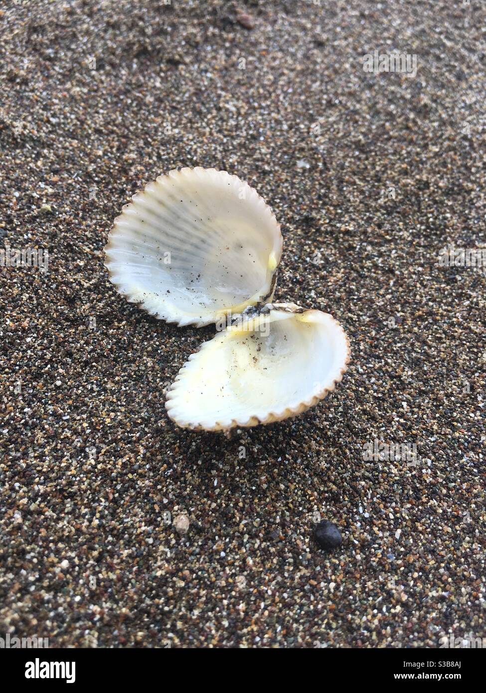 Seashell on the seashore hi-res stock photography and images - Alamy