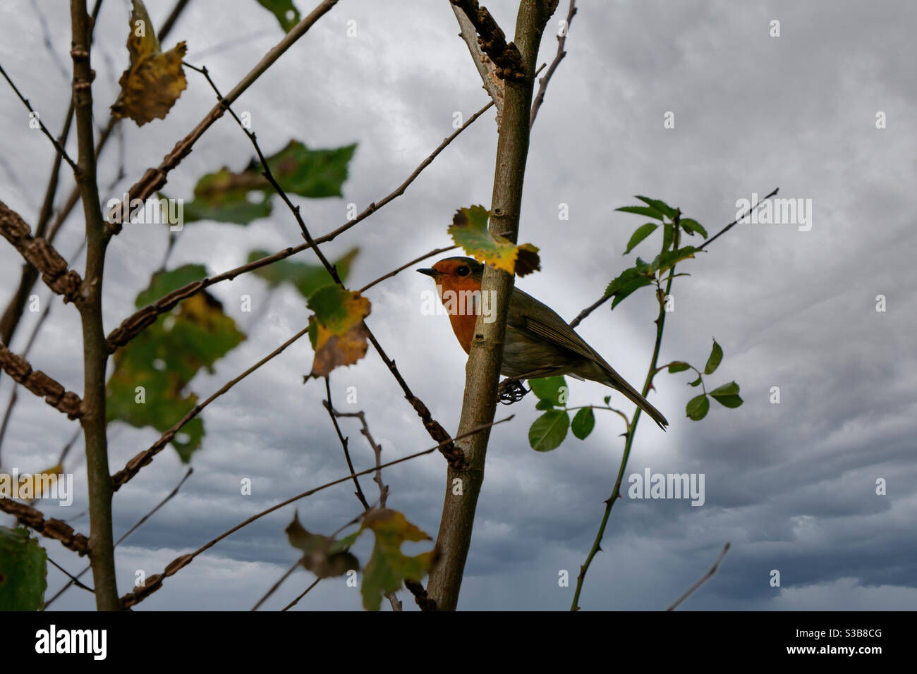Little Robin High Resolution Stock Photography and Images - Alamy