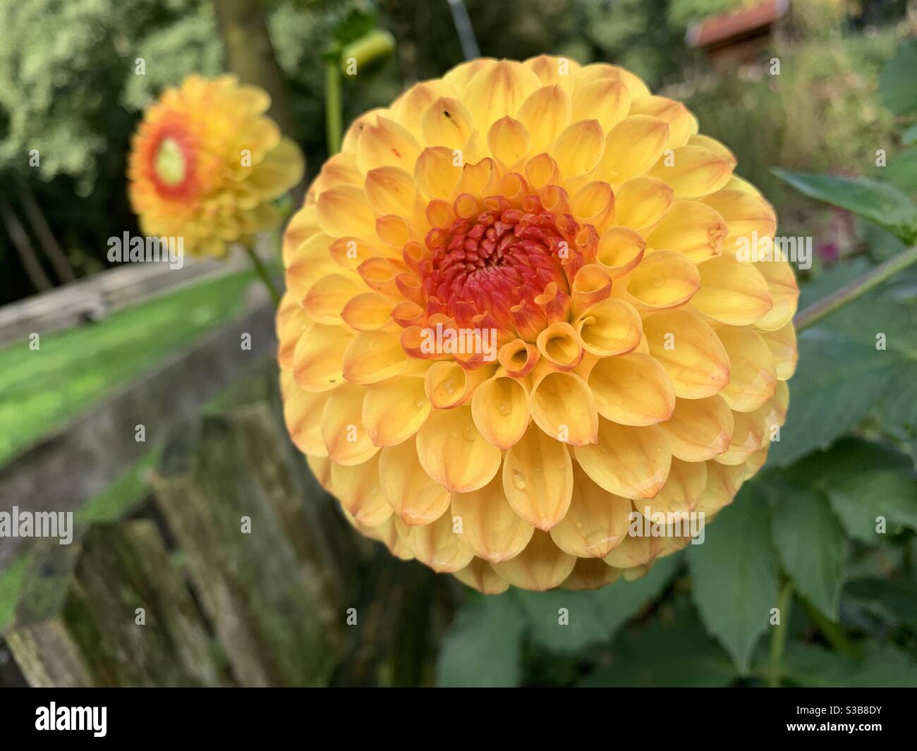 Dahlia heart hi-res stock photography and images - Alamy