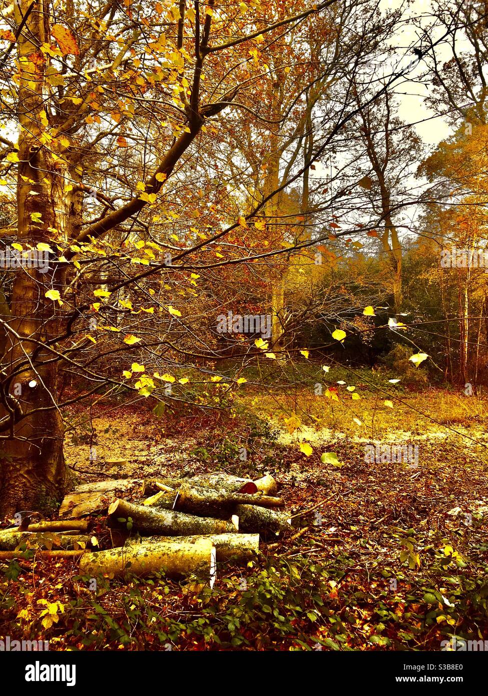 Woodland walk in autumn hi-res stock photography and images - Alamy
