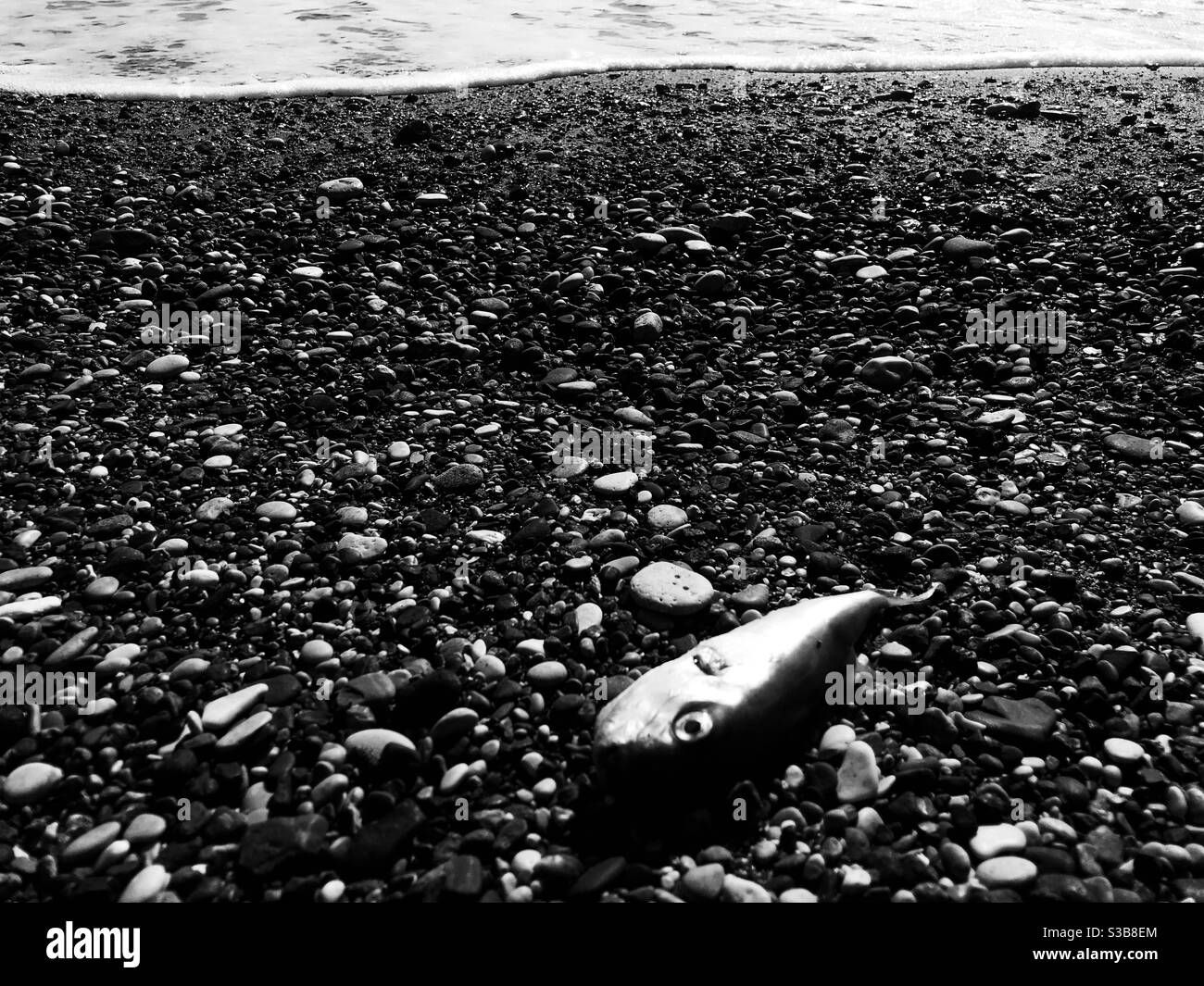 Dead fish washed ashore Stock Photo - Alamy