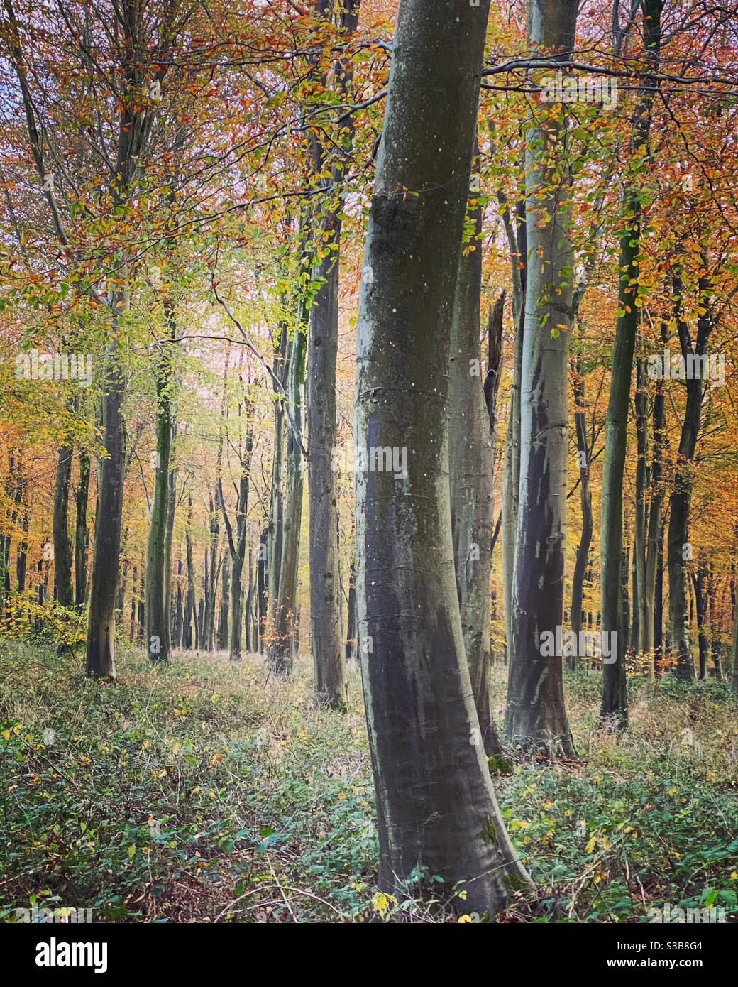 Multiple trees hi-res stock photography and images - Alamy