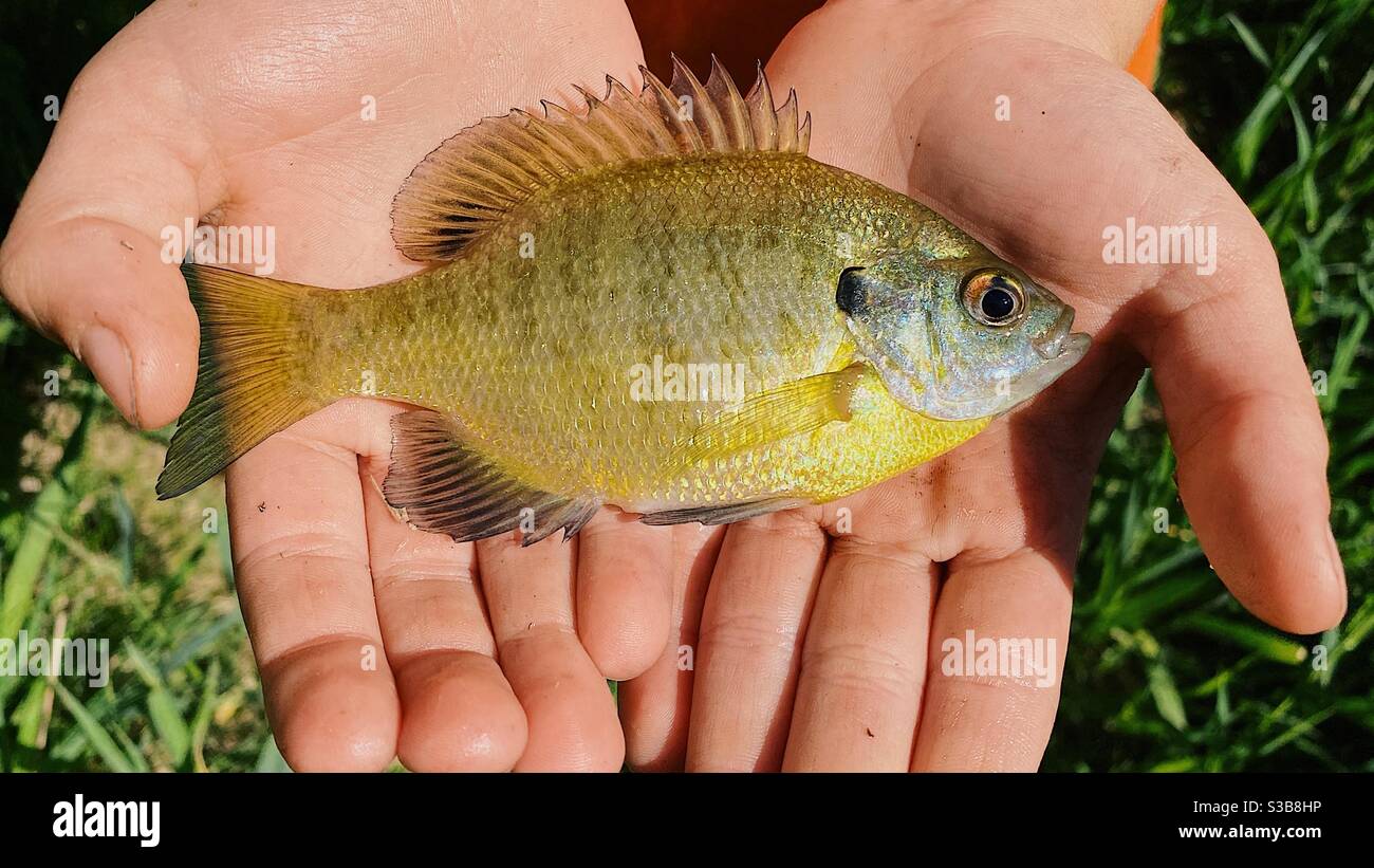Child holding a small fish Stock Photo - Alamy