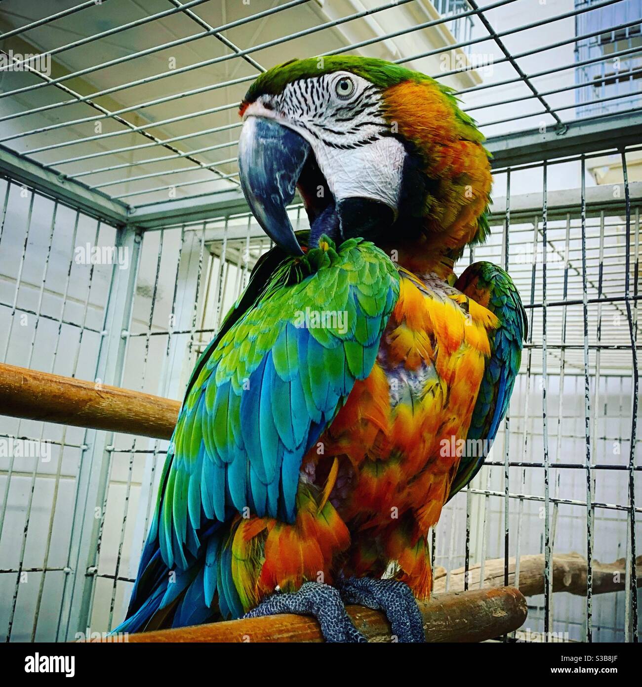 Parrot colours hi-res stock photography and images - Alamy
