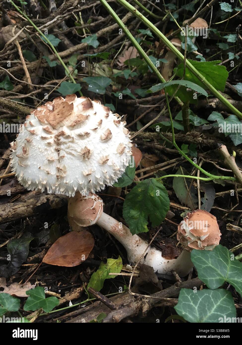 Mushrooms and toadstools hi-res stock photography and images - Alamy