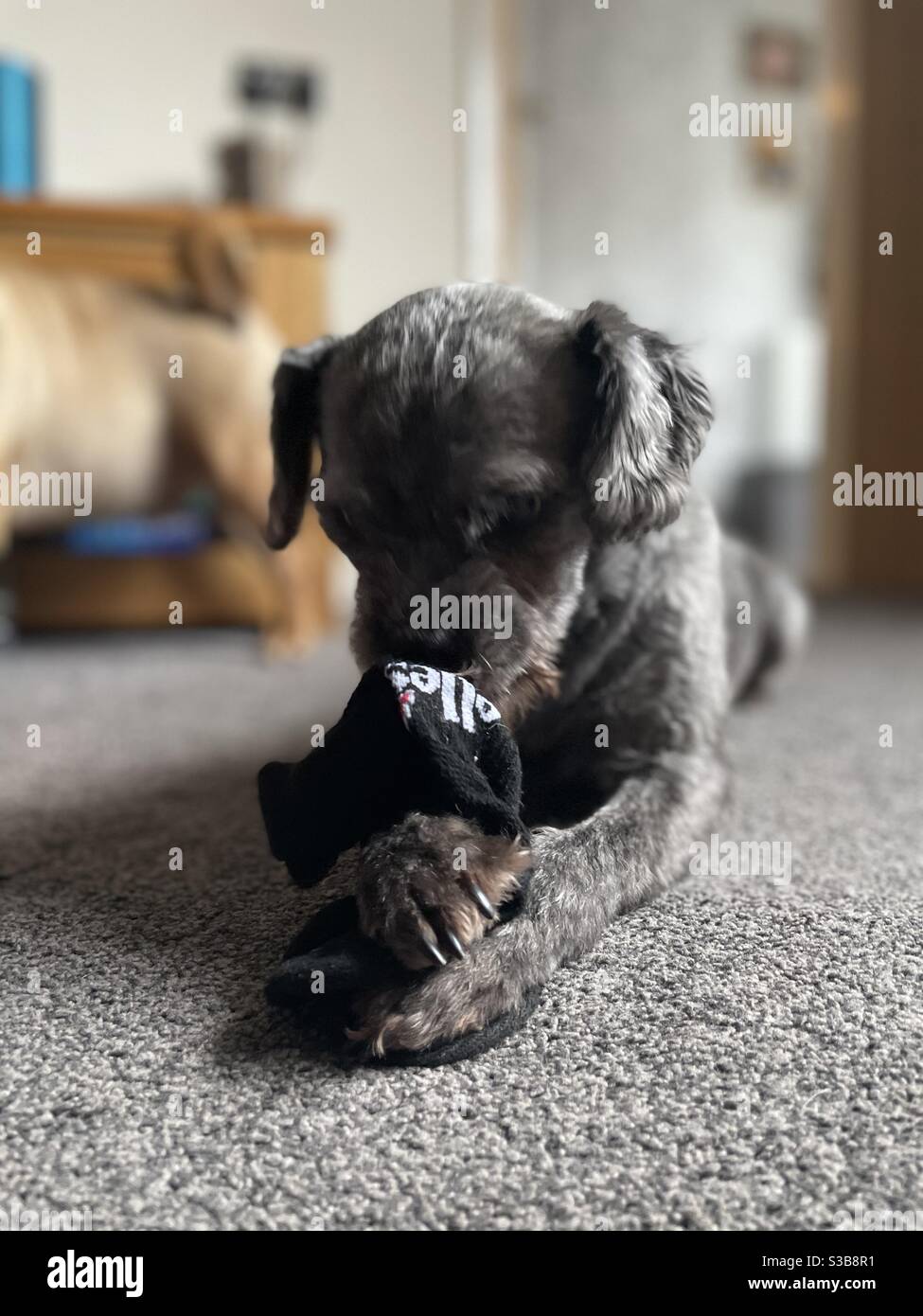 Sock thief hi-res stock photography and images - Alamy