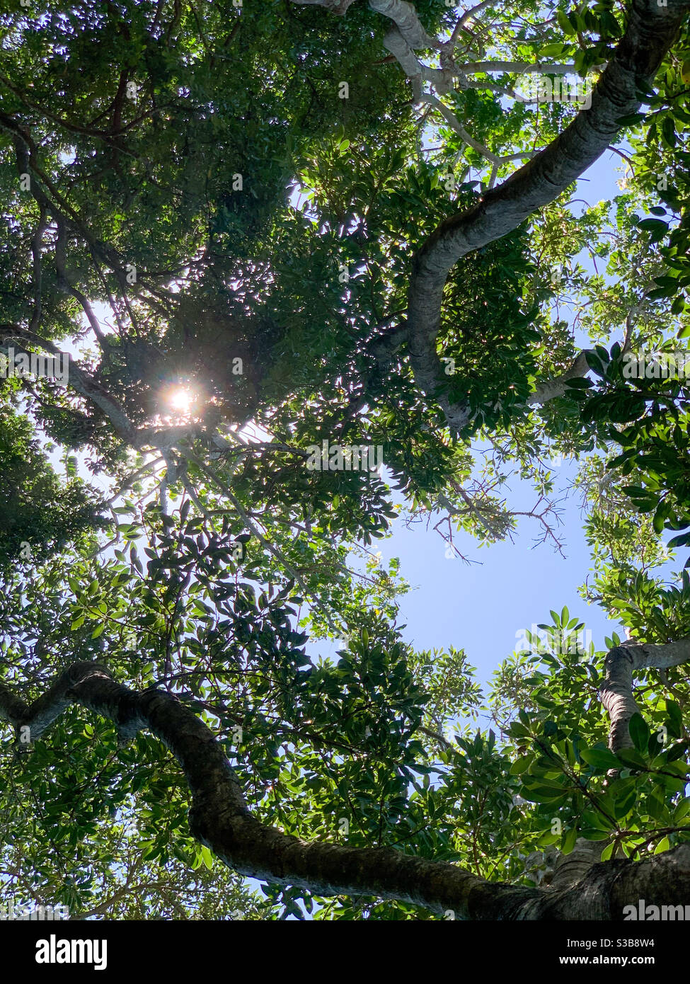 Sunlight beaming through foliage hi-res stock photography and images ...