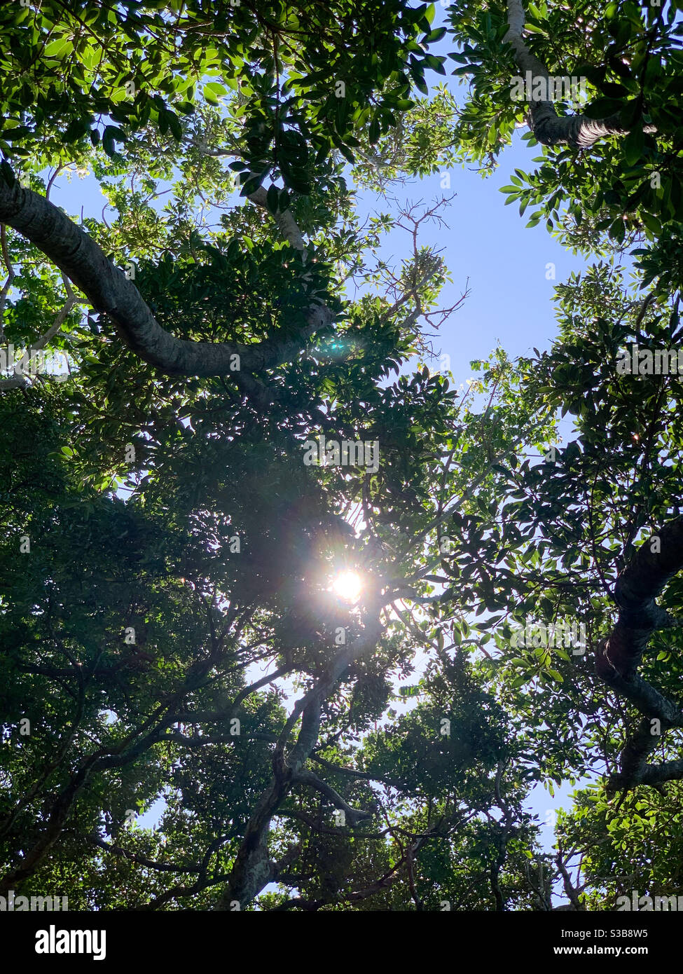 Sunlight beams through canopy hi-res stock photography and images - Alamy