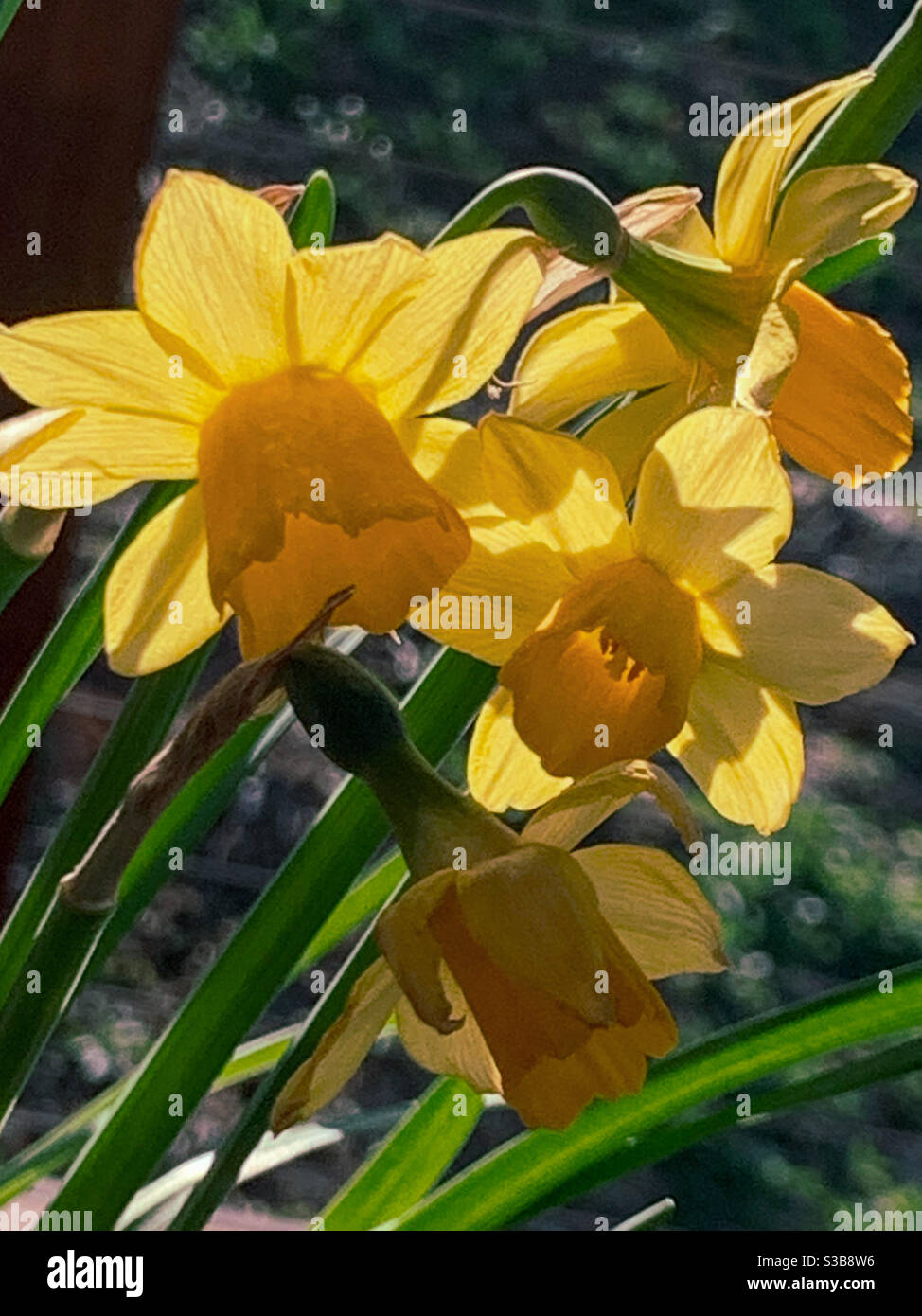 Golden yellow Daffodils glowing in the sunlight Stock Photo - Alamy