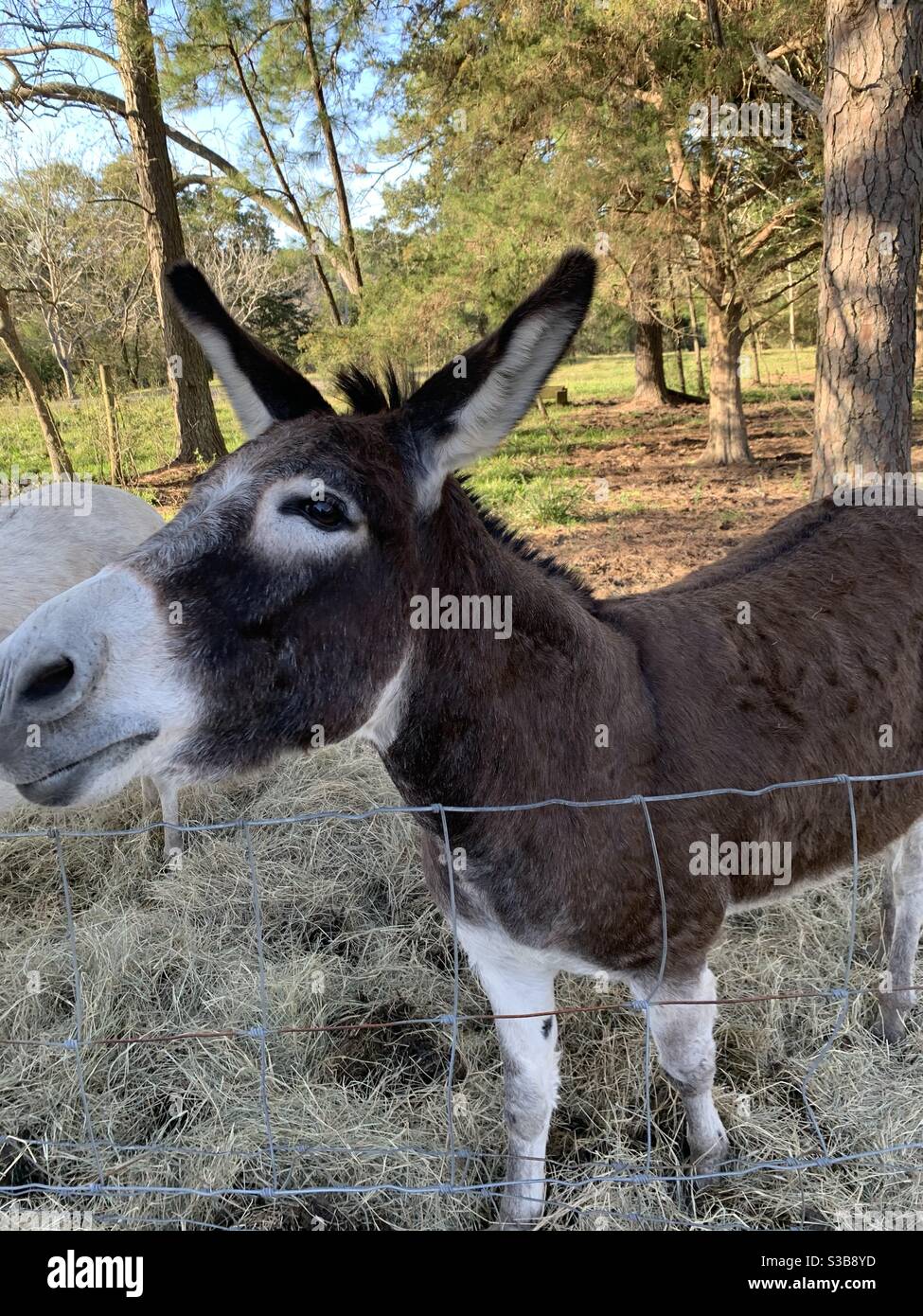 Donkey tree hi-res stock photography and images - Alamy