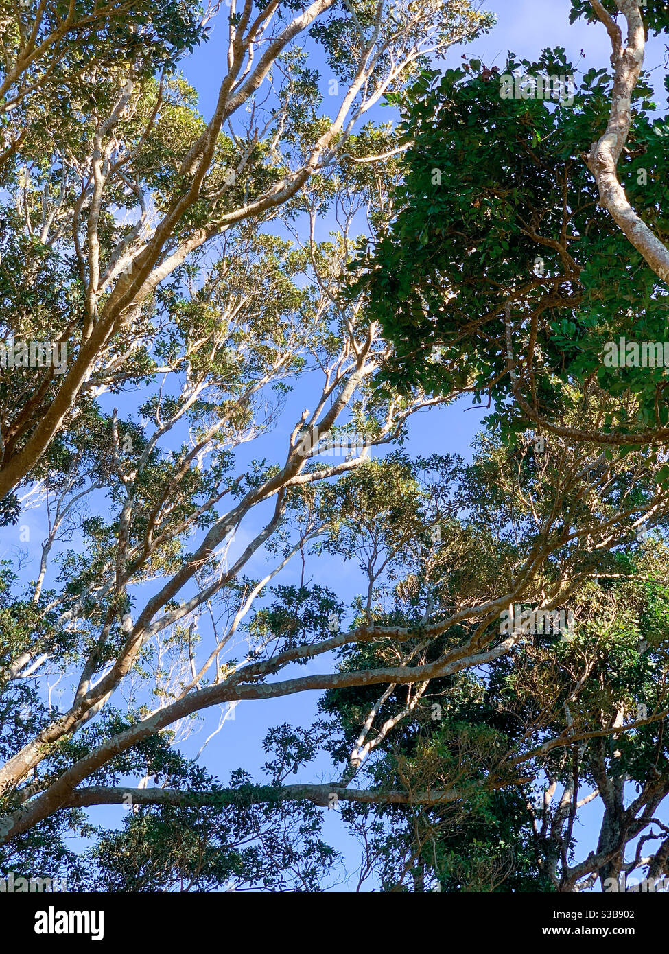 Looking up into the tall gum trees to blue sky above Stock Photo - Alamy