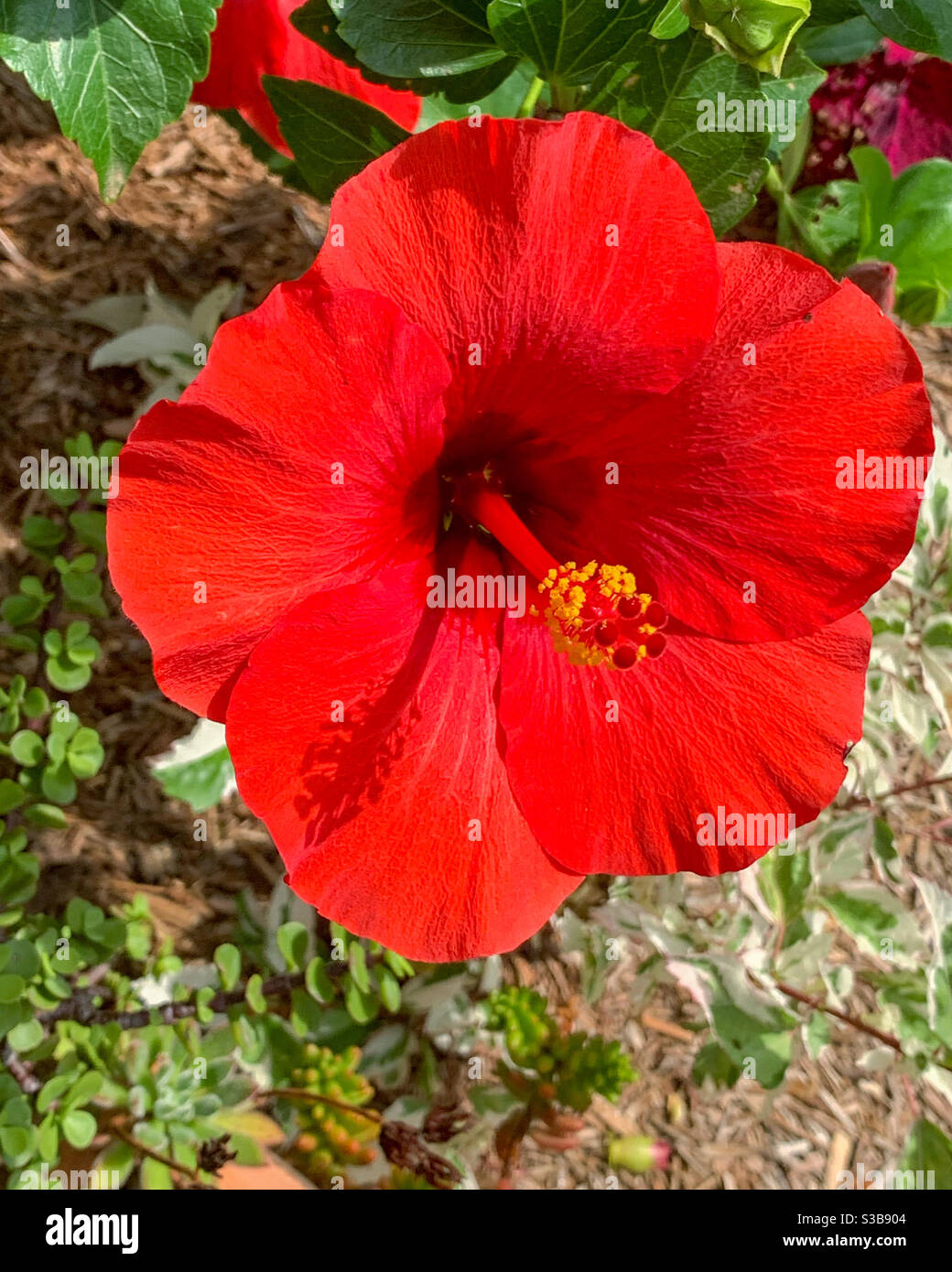 Brilliant red hibiscus Rosa Sinensis flower in full bloom Stock Photo ...