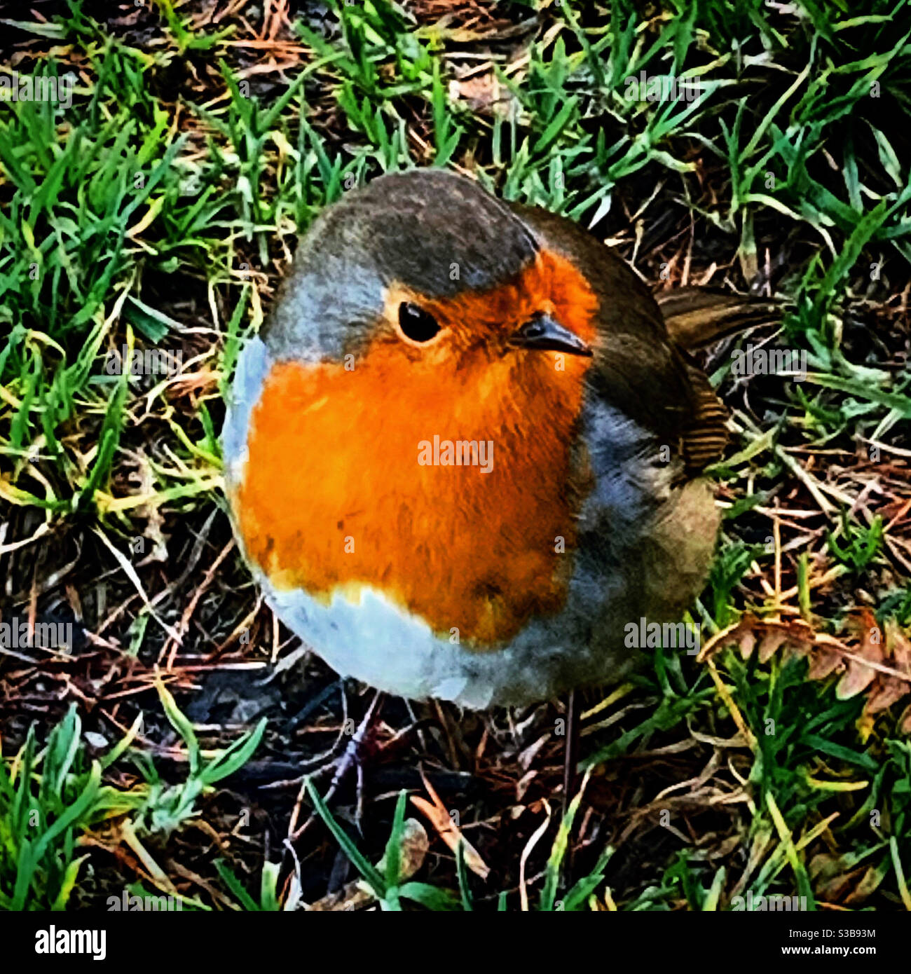 Christmas robin hi-res stock photography and images - Alamy