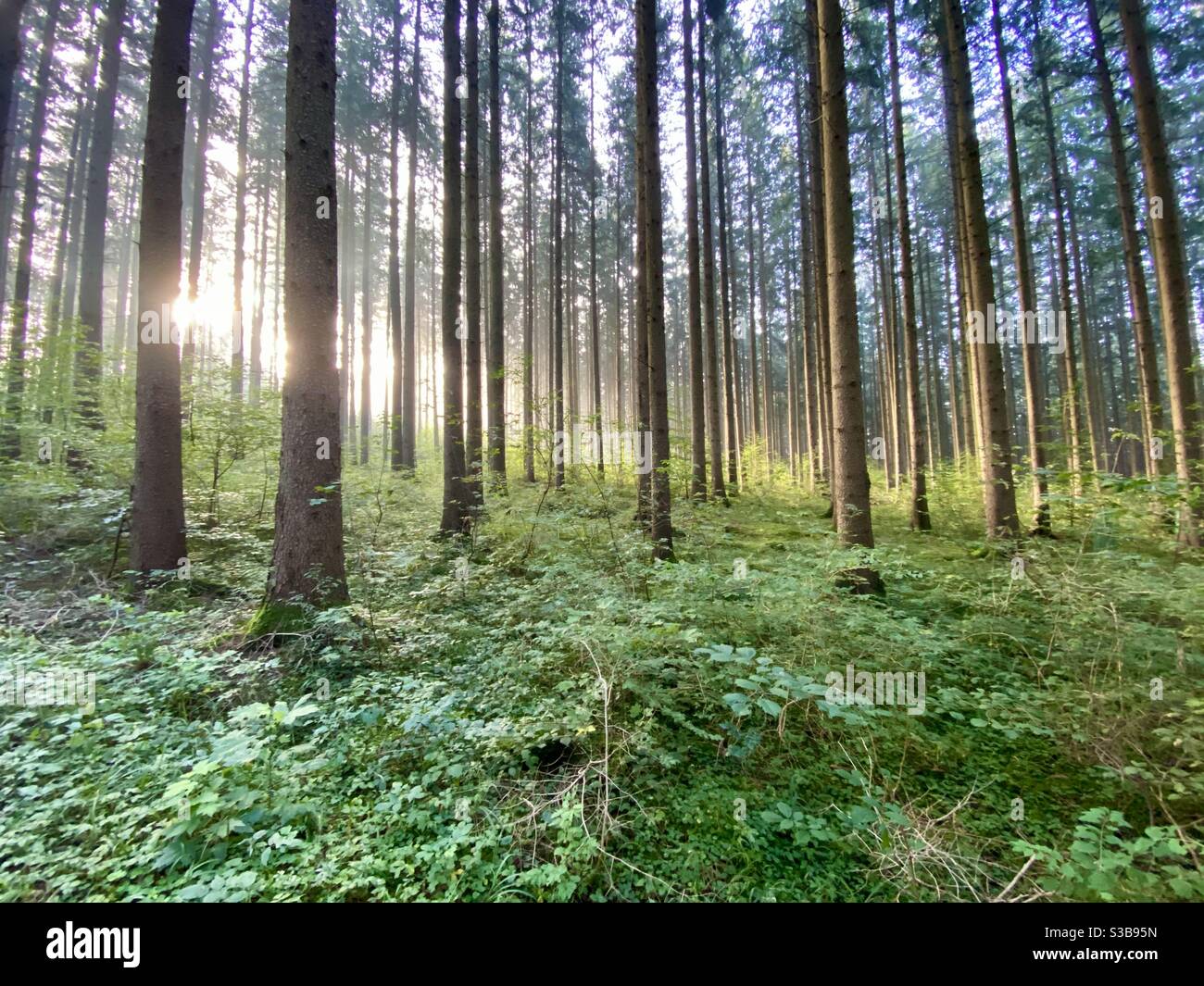 Tall Trunks High Resolution Stock Photography and Images - Alamy