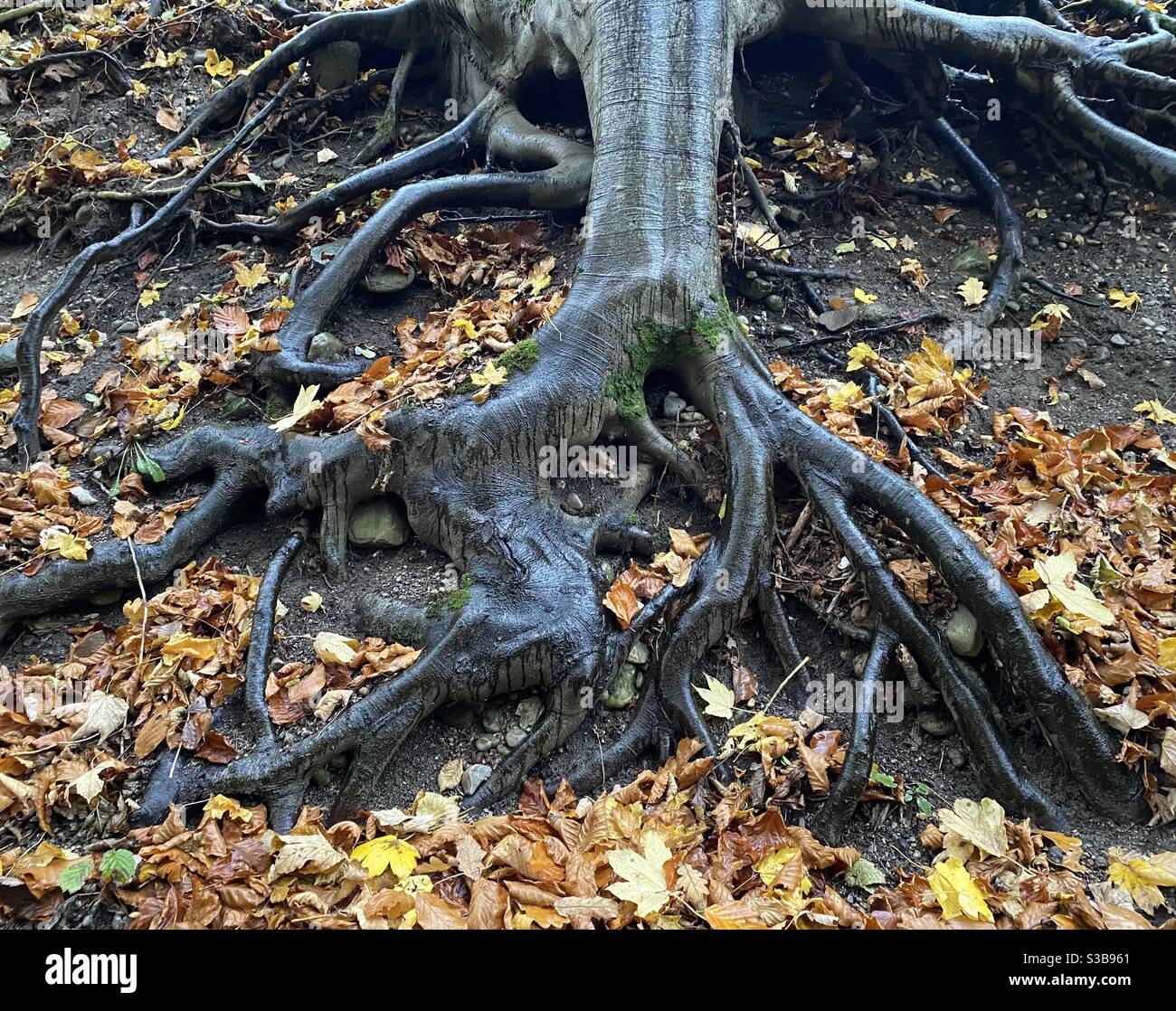 Root structure hi-res stock photography and images - Alamy