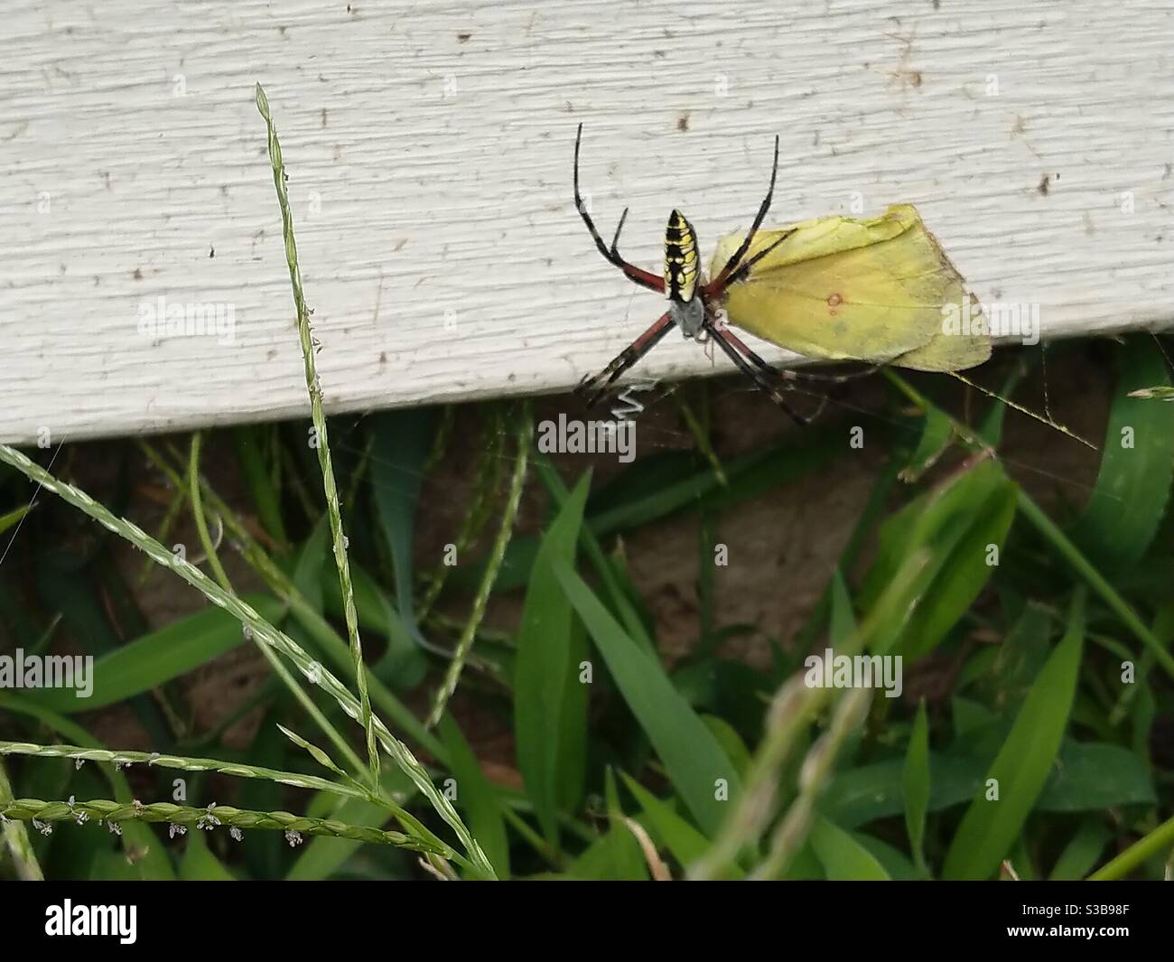 Spider catches butterfly hi-res stock photography and images - Alamy