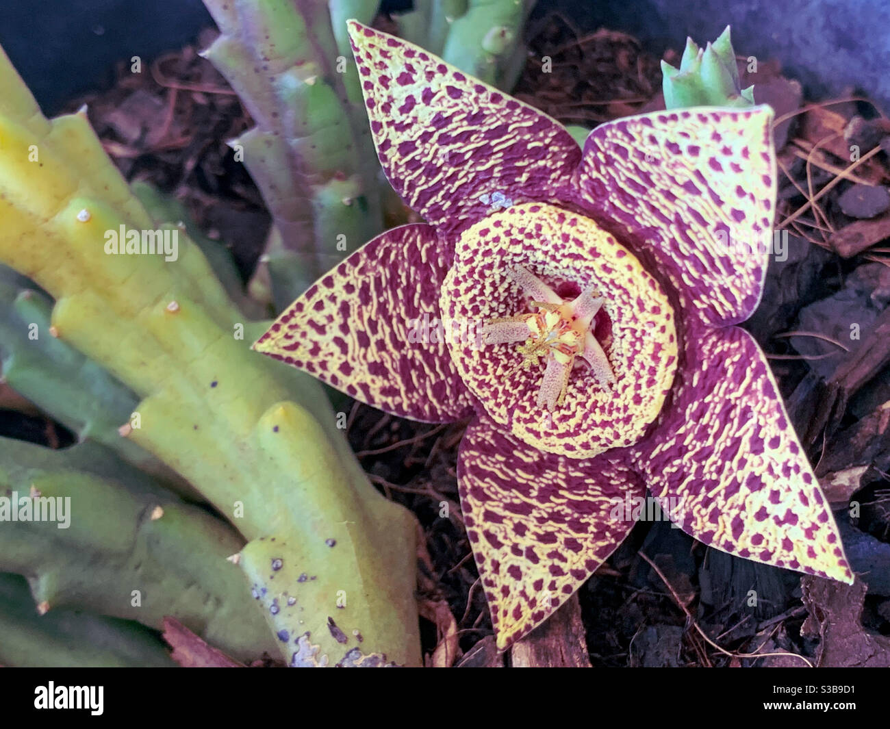 The variegated Carrion flower or Starfish plant, a weird succulent that ...