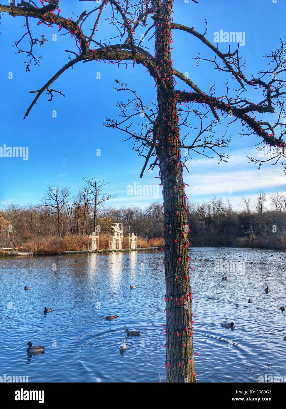 Red Christmas lights strung up on a tree trunk in a park Stock Photo ...
