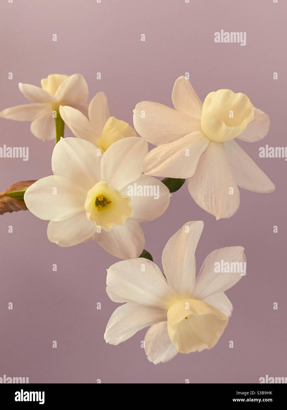 Pale lemon Jonquils flowers, similar time Daffodils, on a pinky grey ...