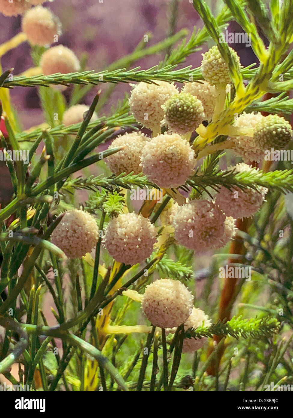 Pom pom flowers hi-res stock photography and images - Alamy