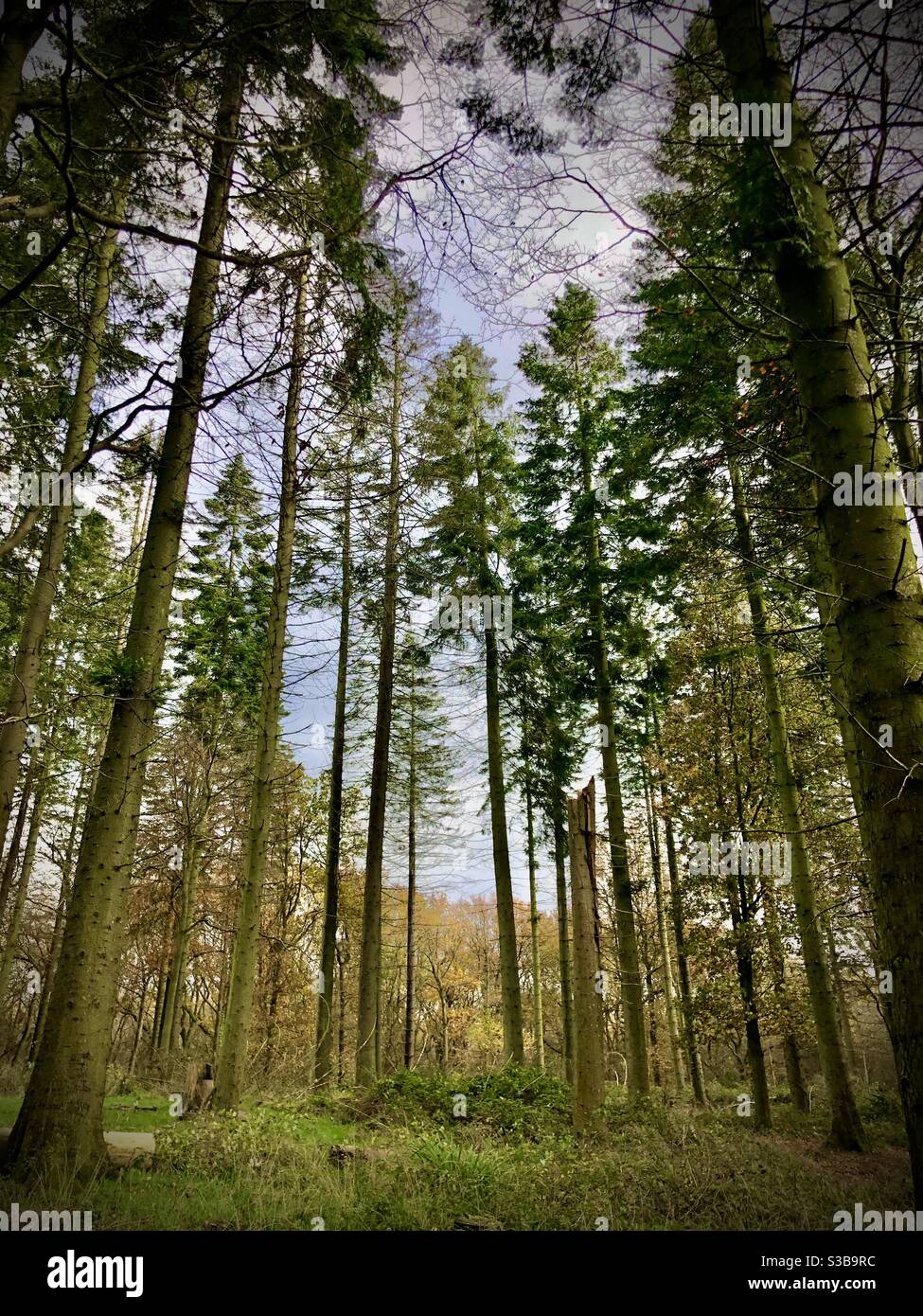 Wendover woods hi-res stock photography and images - Alamy