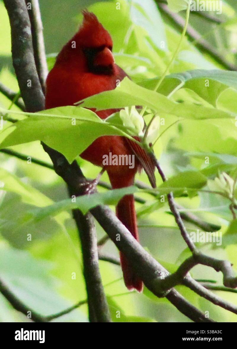 Cardinal northern hi-res stock photography and images - Alamy